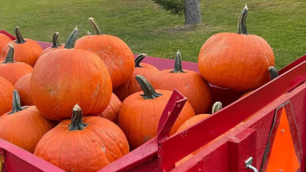 Maple Syrup & Sleigh Rides in Orillia & Severn Township